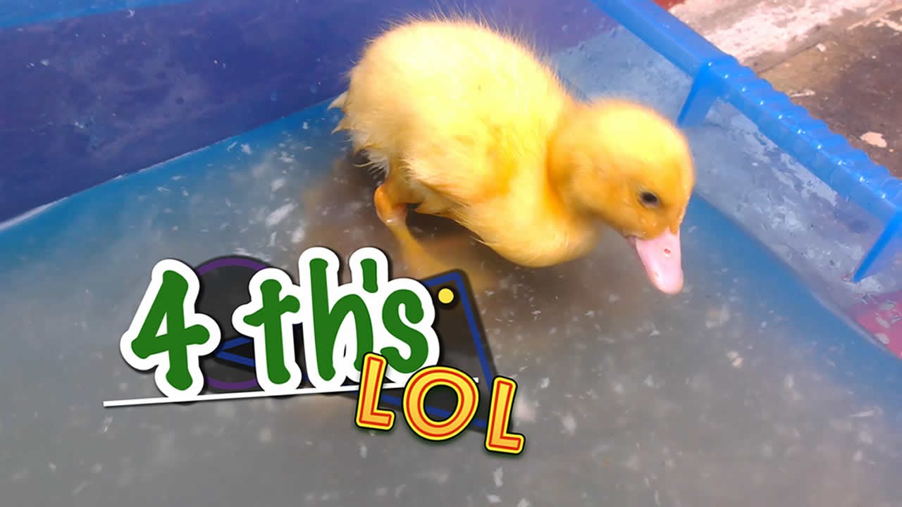 4 th's LOL: - Ducks! - YouTube