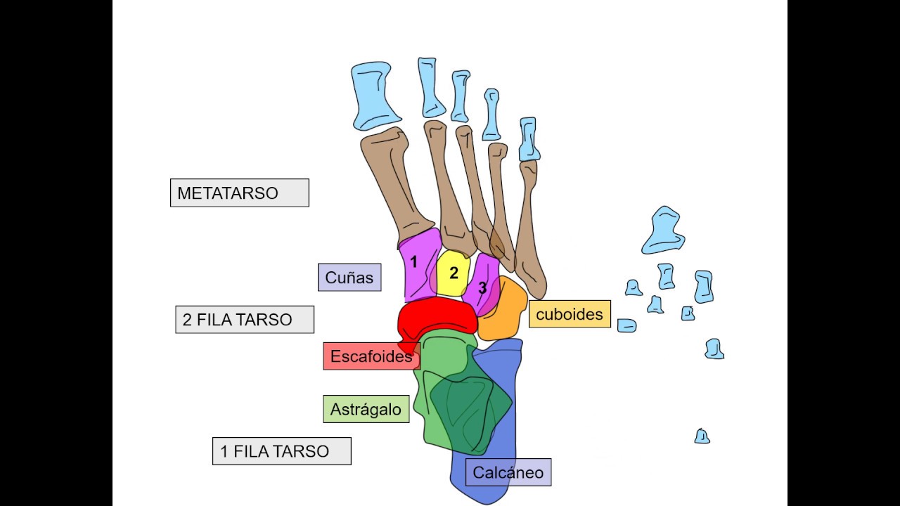 Huesos Del Pie Imagui