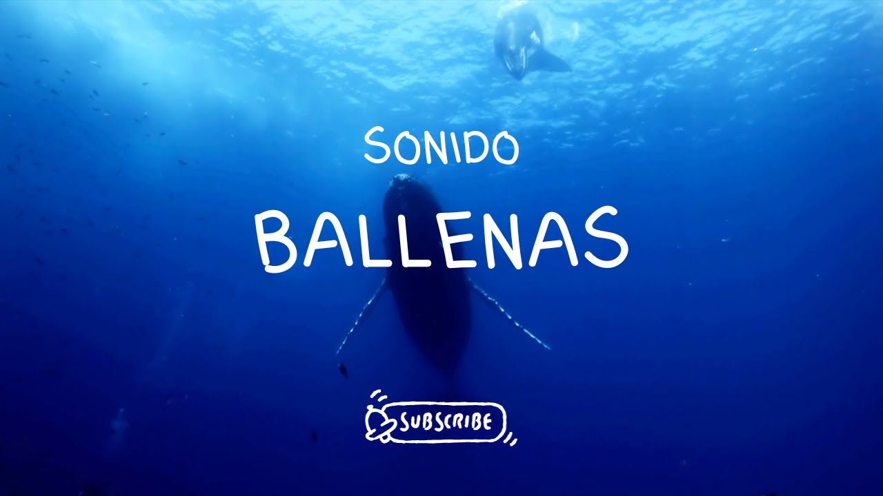 Sonido de ballenas - YouTube