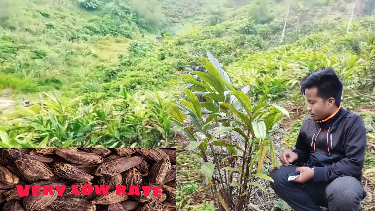 Large Cardamom production and farmers at its toughest and dangerous ...
