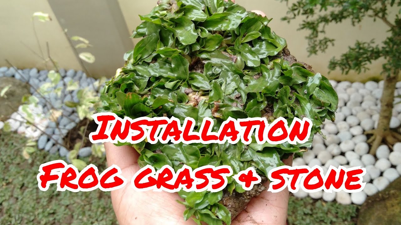 #install #froggrass #landscape installation frog grass and stone(white ...