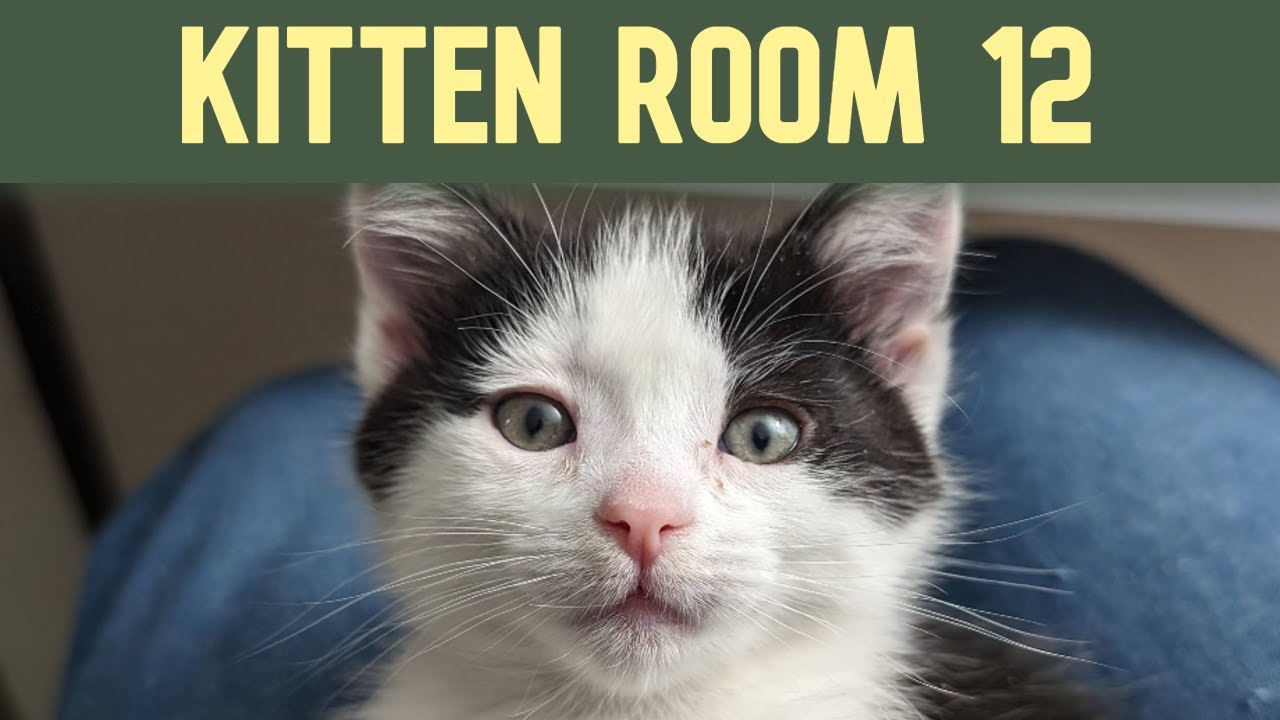 Kitten Room 12: Night 37 - 3 Mamas and 9 kittens - YouTube