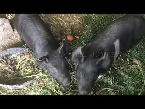 Cleaning pig pen! - YouTube