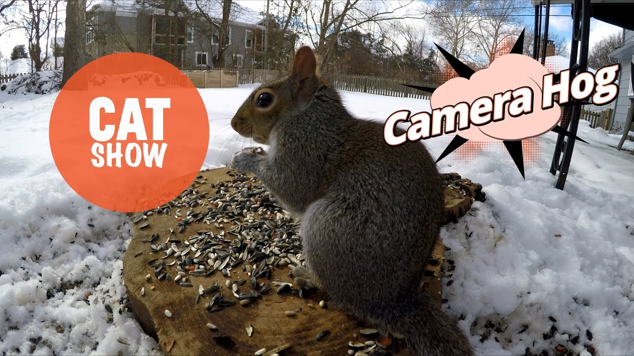 This Squirrel is a camera hog - Cat Show 13 - YouTube