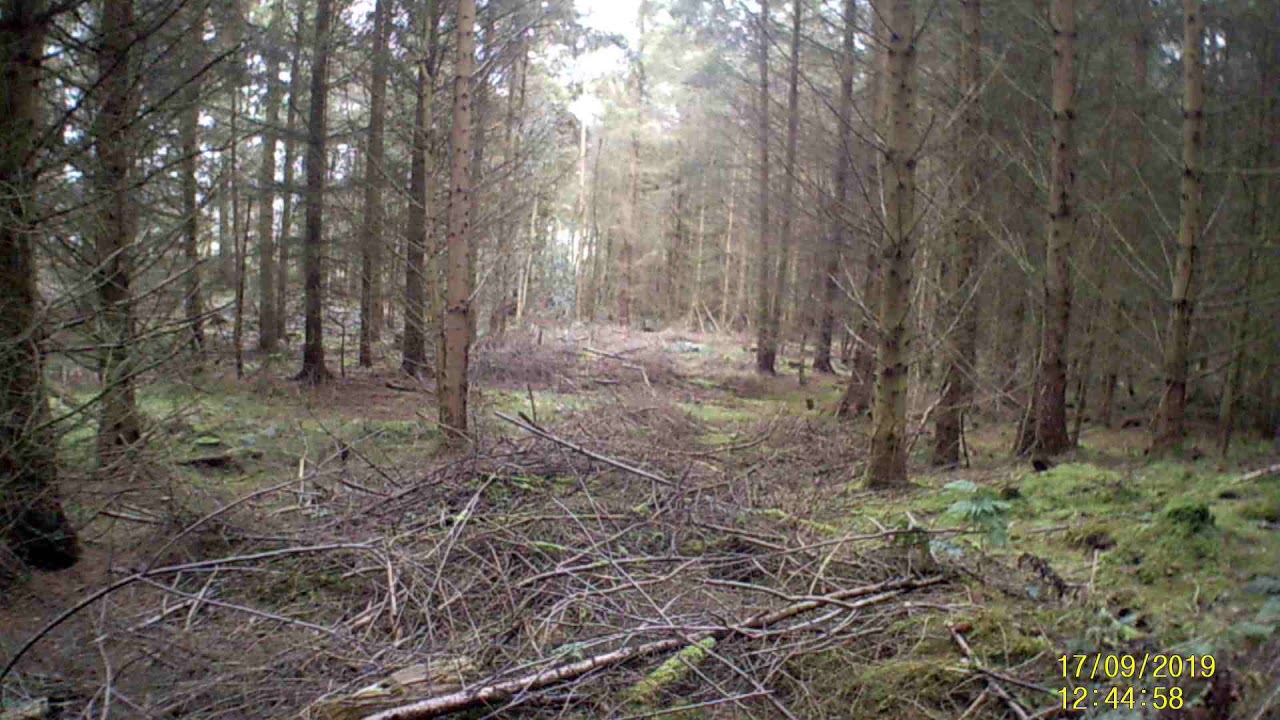 Mynydd y cwm, cwm woods ,Denbighshire Mon 4th Jan 2021 for Robert Jones ...