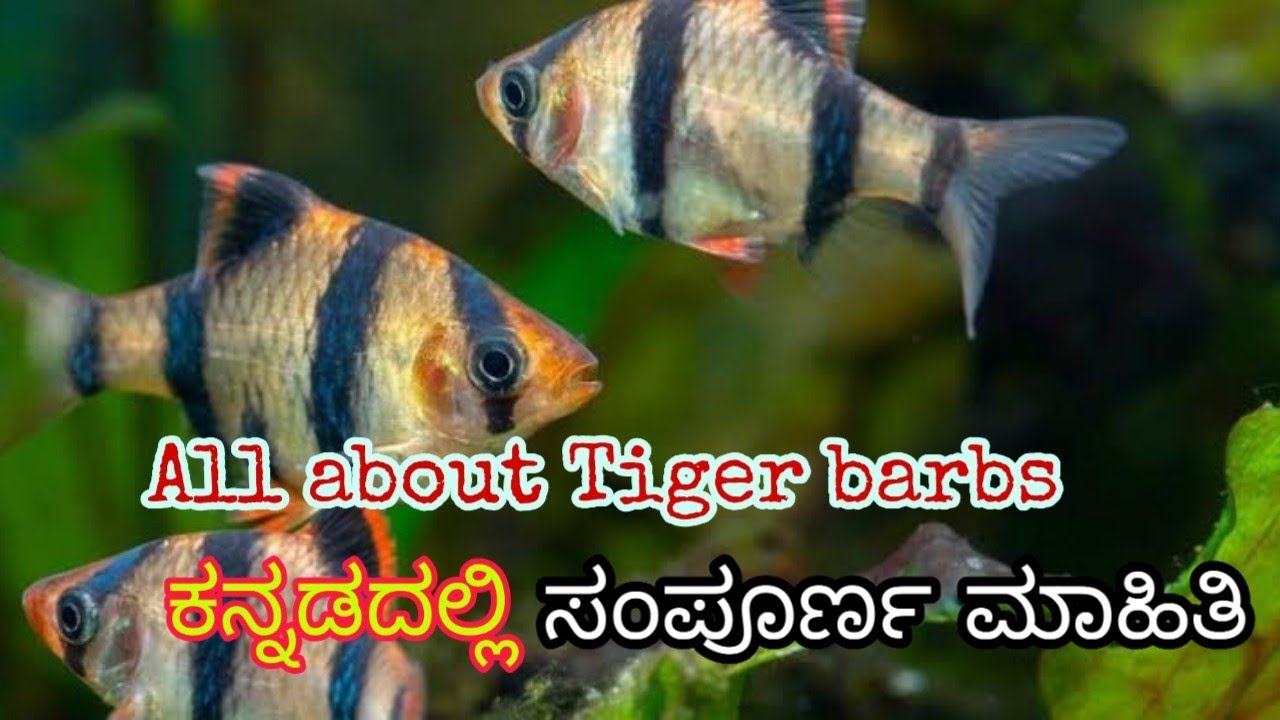 Tiger barbs ಮೀನುಗಳ ಸಂಪೂರ್ಣ ಮಾಹಿತಿ|How to care Tiger barbs| Tiger barbs ...