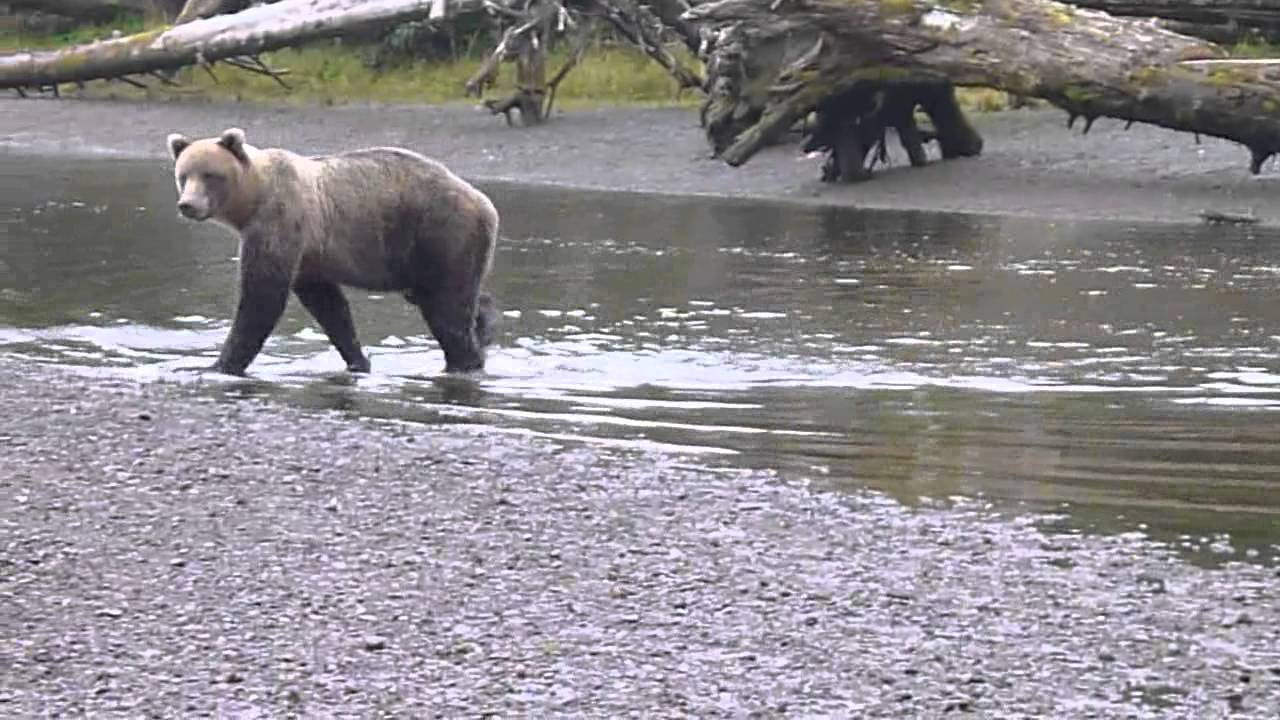 Dangerous Stalking Female Grizzly Bear on Situk River 09-2012 - YouTube