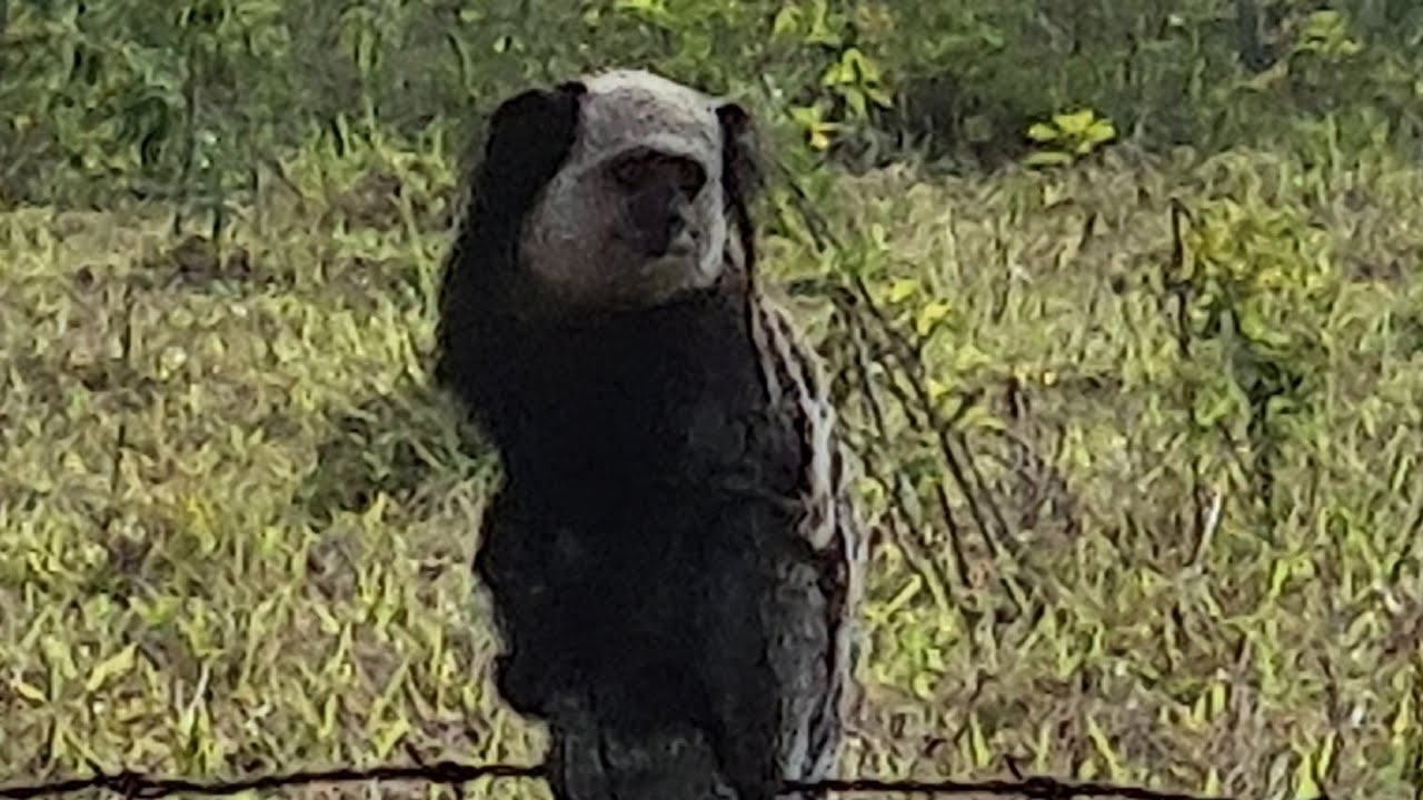 Macaco sagui cantando Mico - YouTube