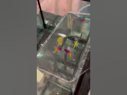 Biota yellow tang and royal gramma quarantine system water change using ...