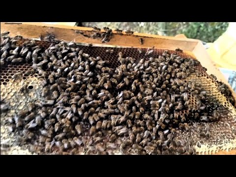 6 Ocak arı bakımı kışın arıya bakılır mı.\