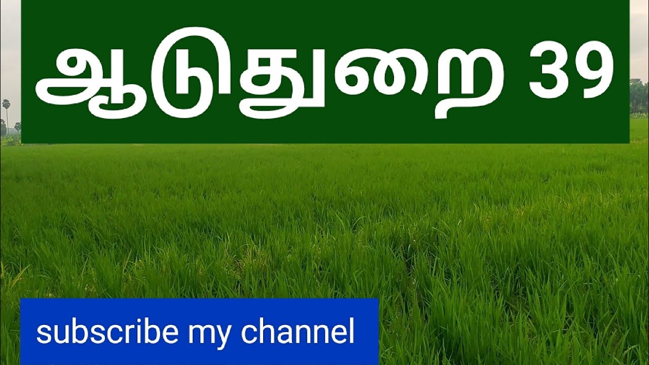 ADT-39 (ஆடுதுறை - 39 60-ம் நாள் ஒரு பார்வை) #adt #agriculture #farming ...