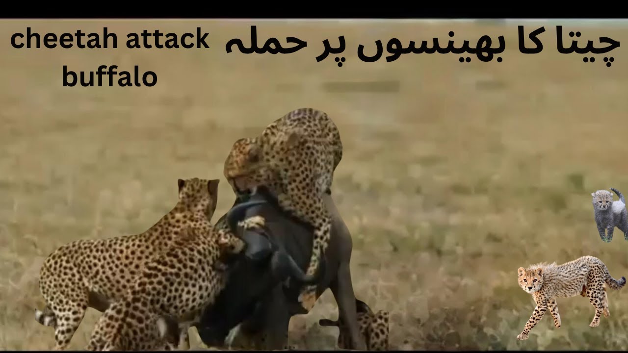 Wildlife Footage: Cheetah Hunting Buffalo - YouTube