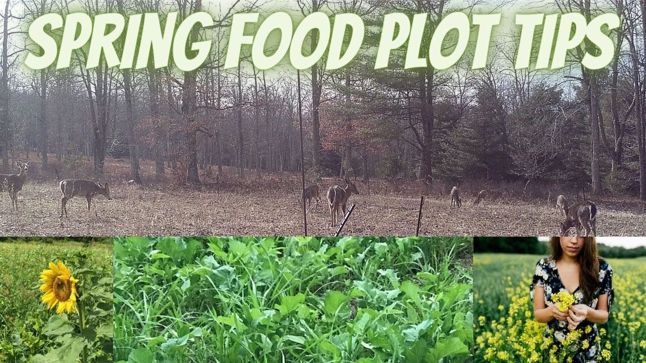 How to Build Soil with Spring Food Plots - YouTube