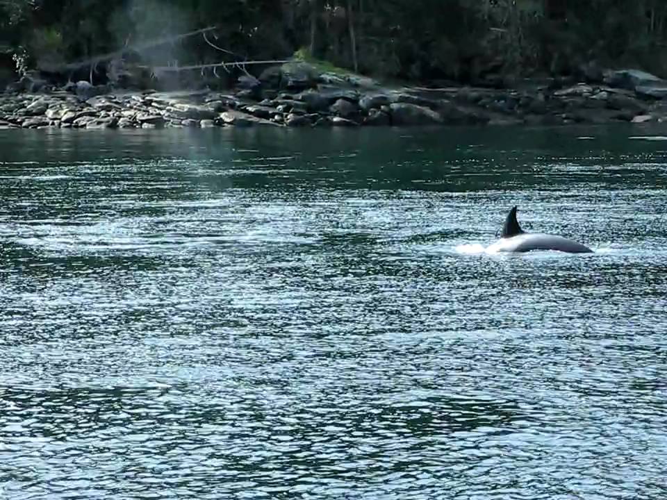 Orca spyhop Dodd Narrows.AVI - YouTube