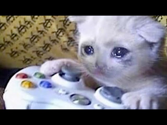 Gaming Cat Meme Gaming Cat GIFs | Tenor