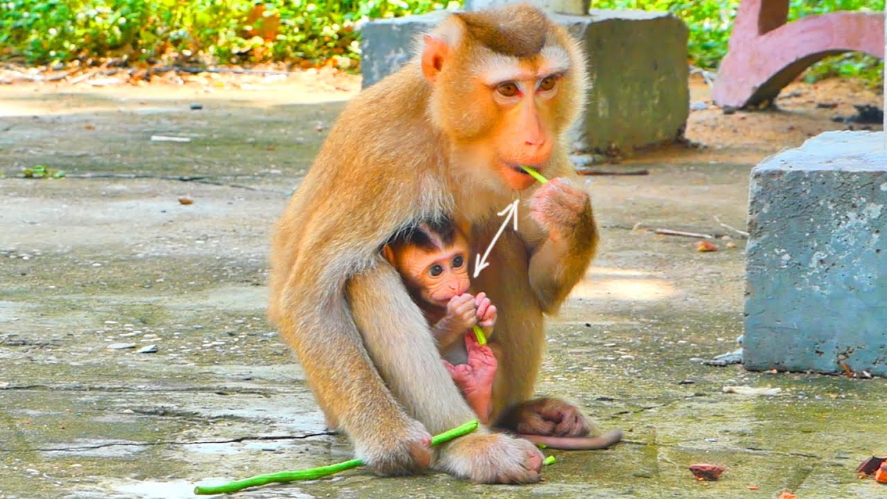 So good...now baby monkey SABA eating the long beans with mom SARIKA ...