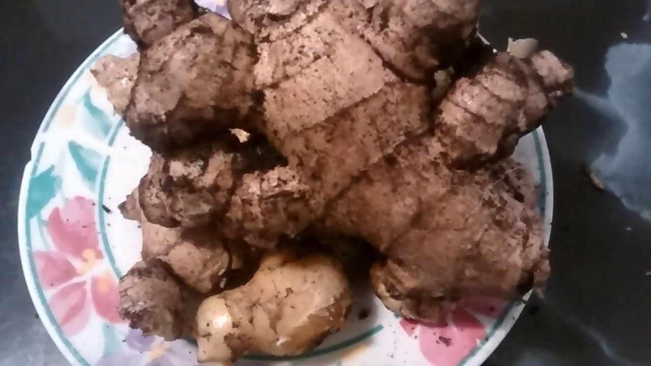 Growing GROCERY STORE Ginger Root . - YouTube