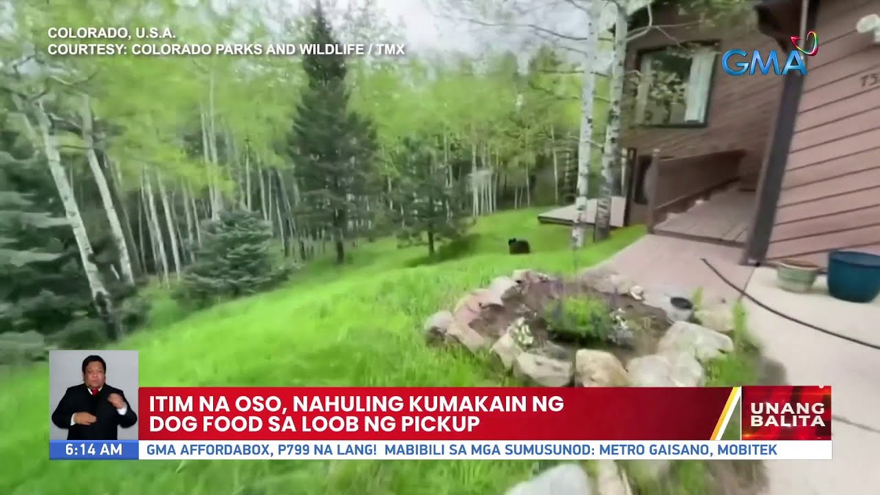 Itim na oso, nahuling kumakain ng dog food sa loob ng pickup | UB - YouTube