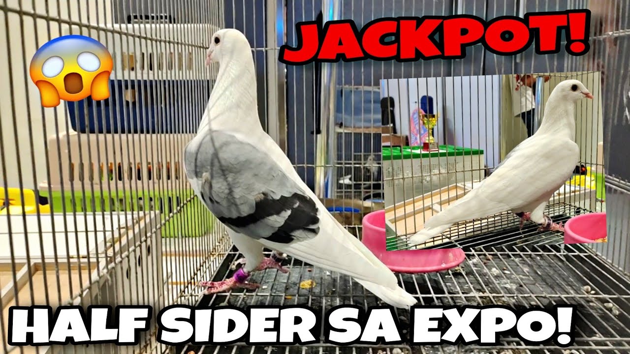 SINUGOD KO HALF SIDER NA KALAPATI SA EXPO MURA LANG BINENTA NAGCHAMPION ...