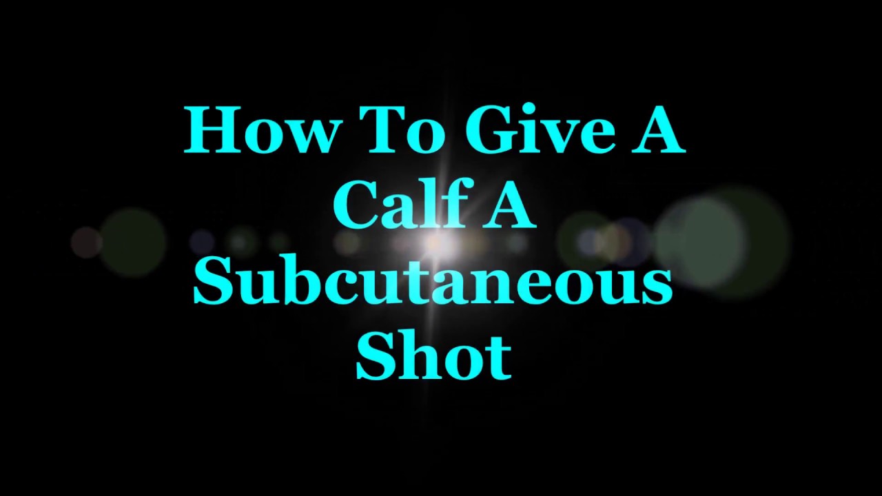 giving a calf a shot - YouTube