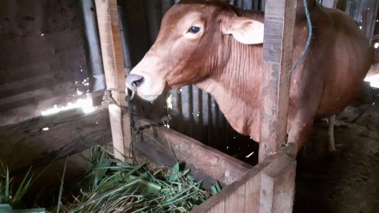 Sapi Kampung Dalam Kandang Sedang Makan Rumput - Suara Sapi - YouTube