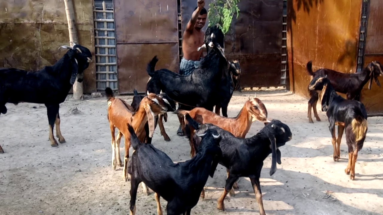 FNF Goat Farm Chanchra Pulerhat Jessore. - YouTube