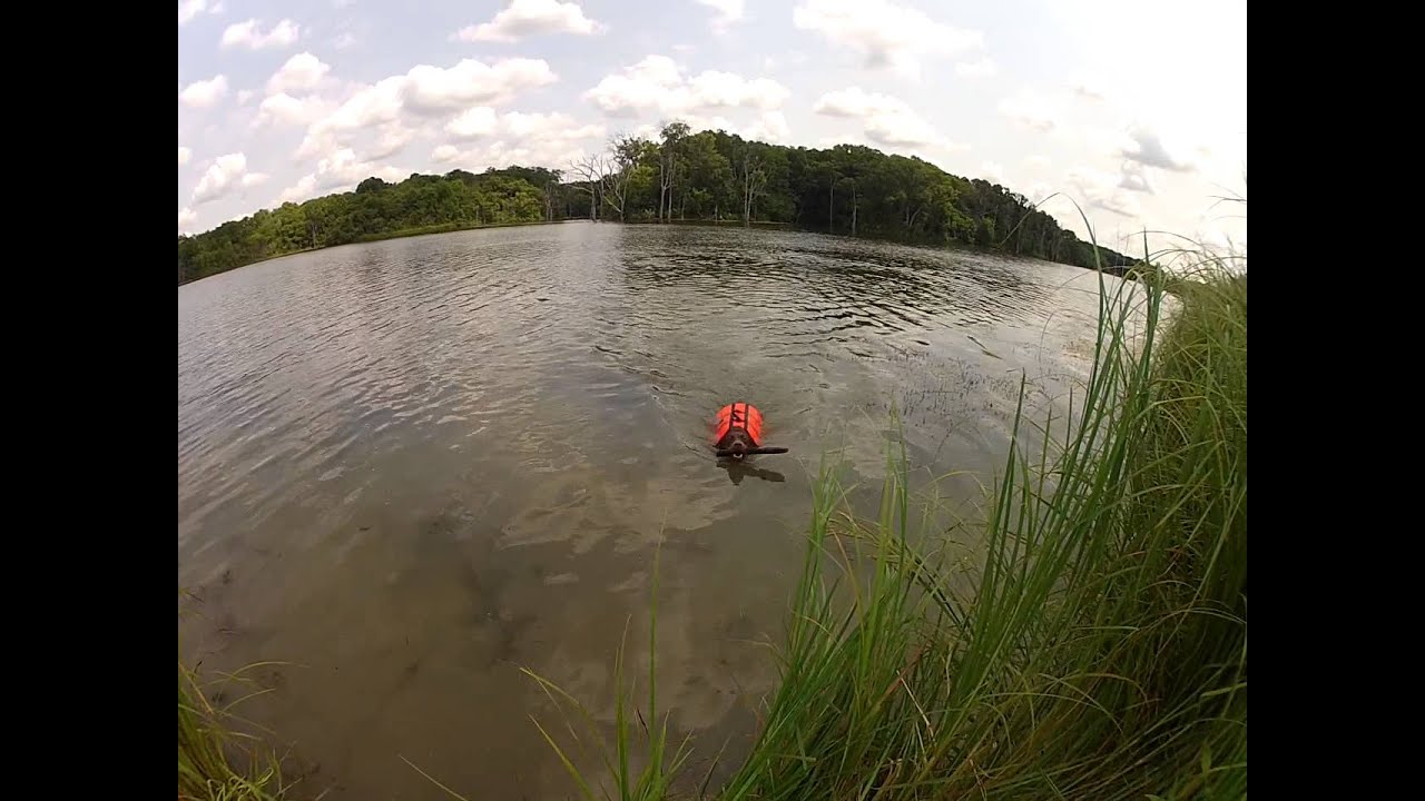 Boston Playing Fetch in the Lake - YouTube