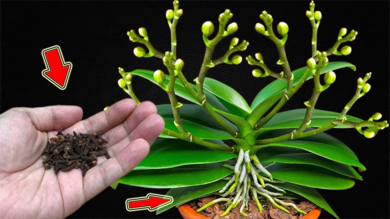 How To Make Orchids Bloom All Year Round! Did You Know This? - YouTube