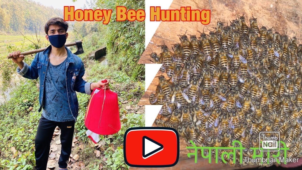 Honey bee hunting in nepal .Village - YouTube