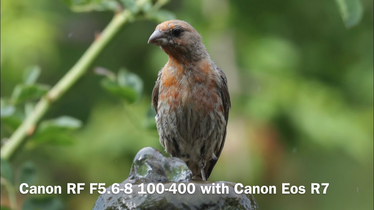 canon-rf-100-400-with-canon-r7-youtube