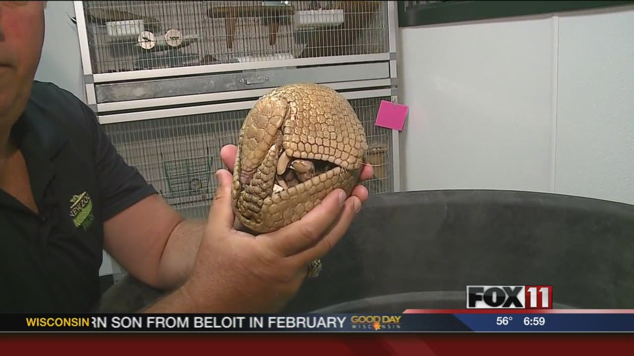 Rollie the armadillo is the NEW Zoo's new star - YouTube