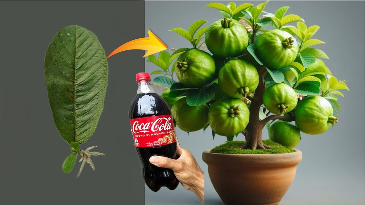 Guava propagation with garlic and coca cola combination stimulates ...