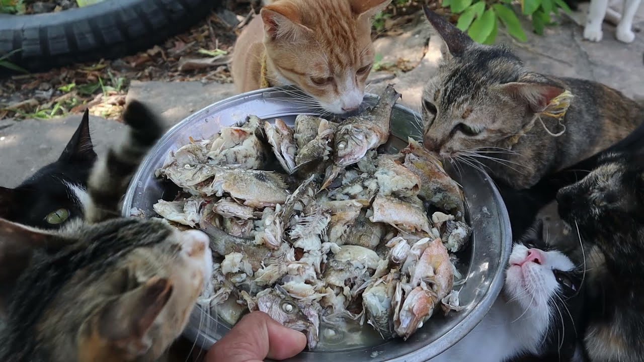 cats eating Yummy fish | The Gohan Dog And Cats - YouTube