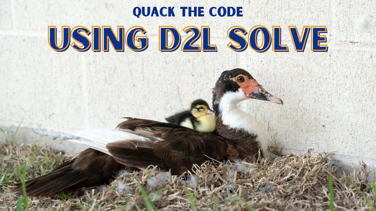 Using D2L Solve - YouTube