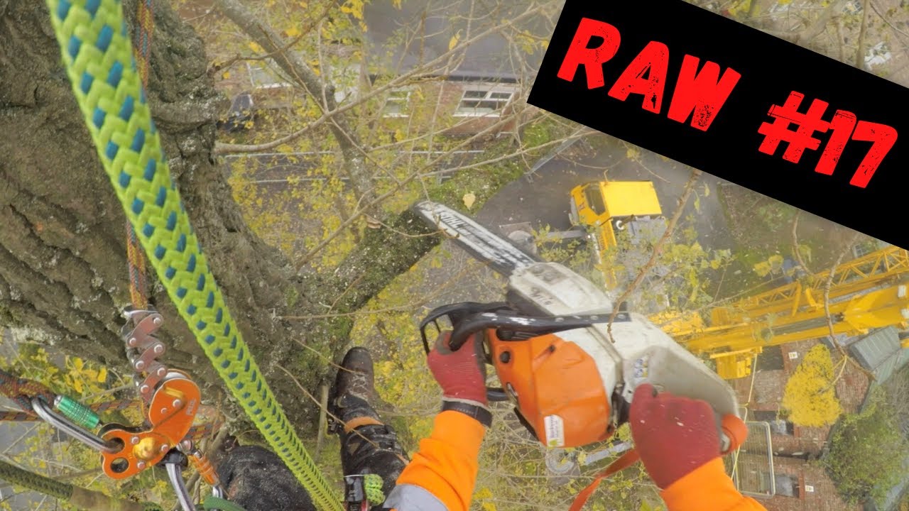 (RAW) Poplar Tree Crane Removal [UK Tree Surgeon] - YouTube