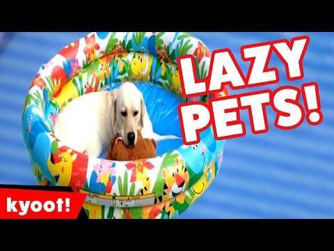 Funniest Laziest Pet Videos of 2016 Weekly Compilation | Kyoot Animals ...