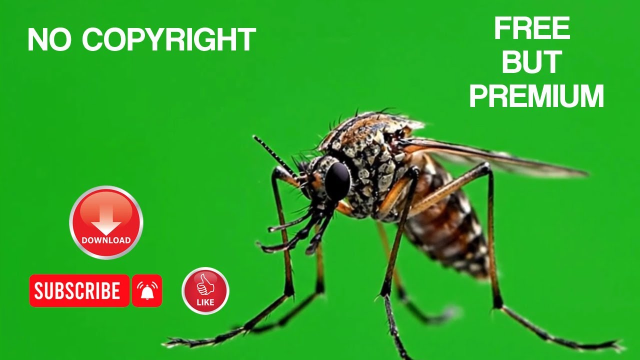 Realistic Mosquito Green Screen | Insect Chroma Key for Video Editing ...
