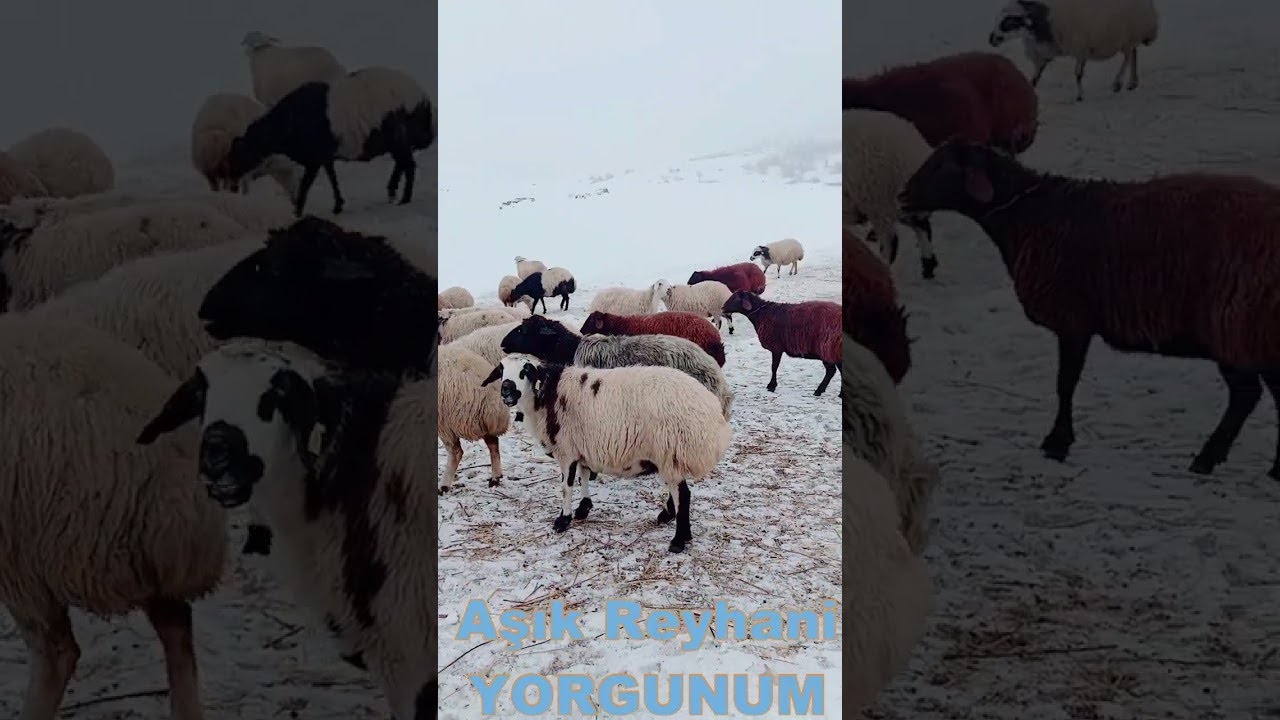 Aşık Reyhani 3 Güzel Türkü Dinleyin Destek için Abone Olmayı Unutmayın ...