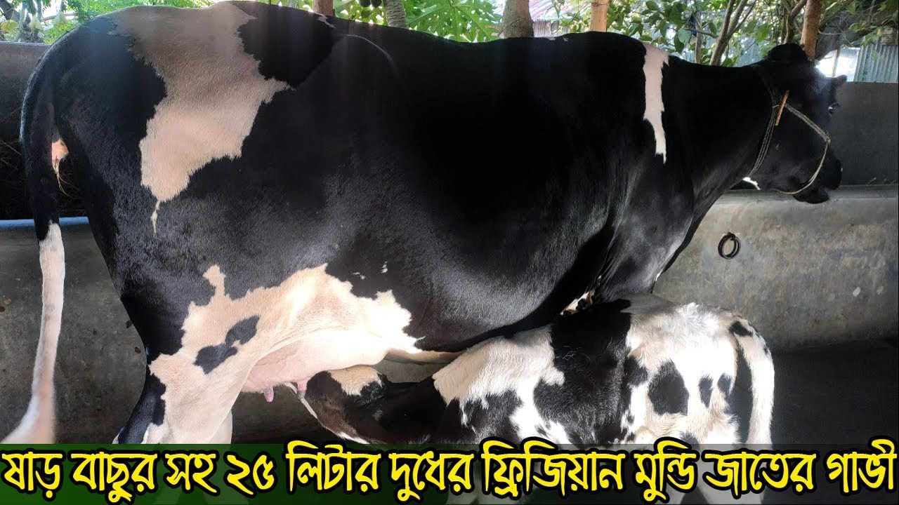 Friesian mundi cow with shar bachur(211) |ফ্রিজিয়ান মুন্ডি জাতের গরু ...