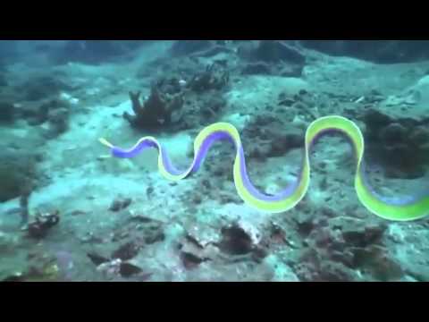 İzlemesi Zevkli Şeyler