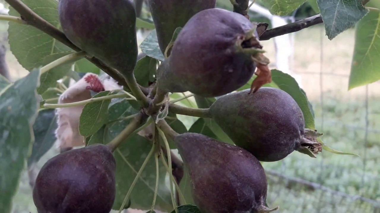 Fruits in Albania - YouTube