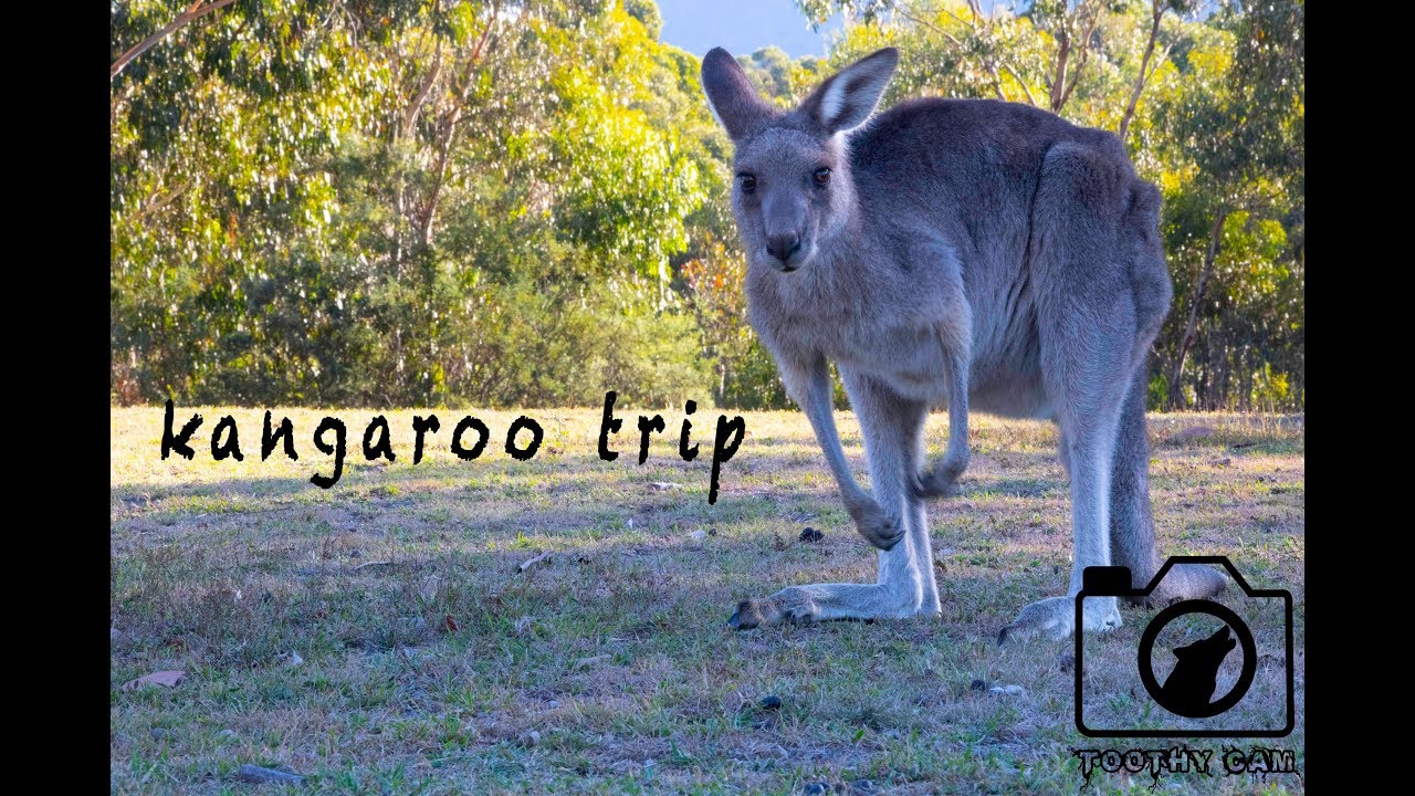 Kangaroo Trip - YouTube