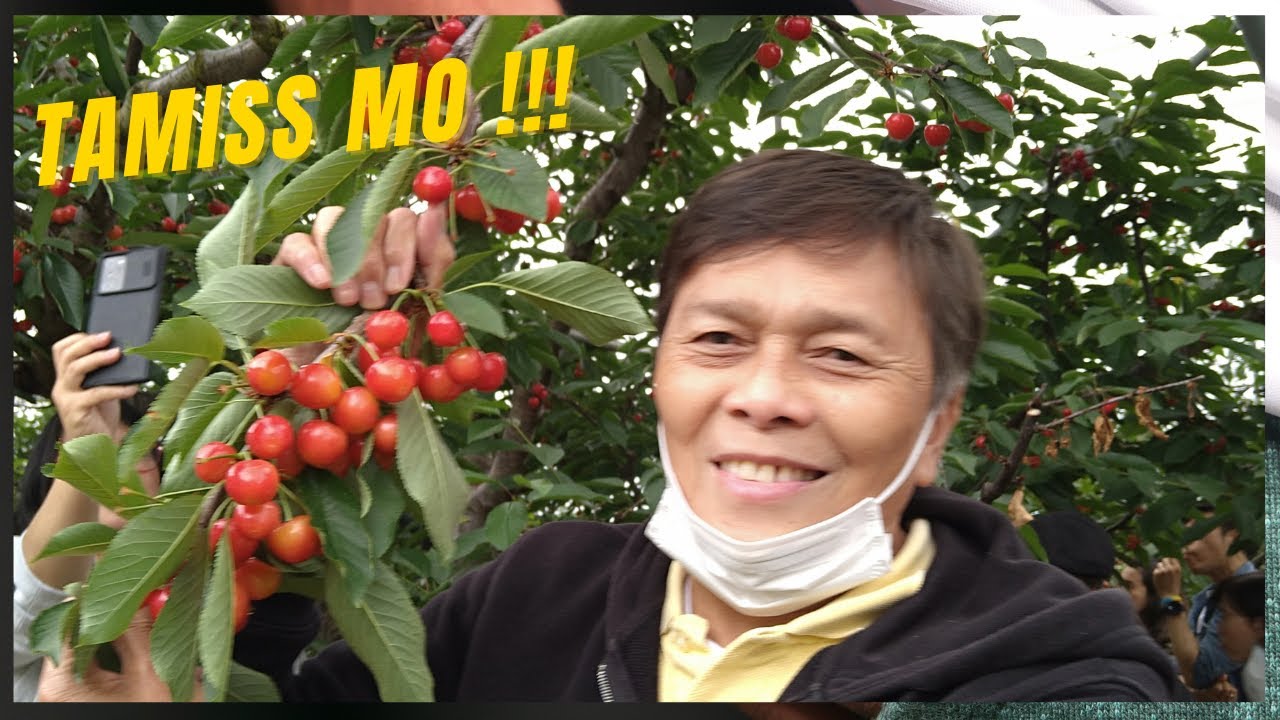 SAKURAMBO OR CHERRY PICKING - YouTube