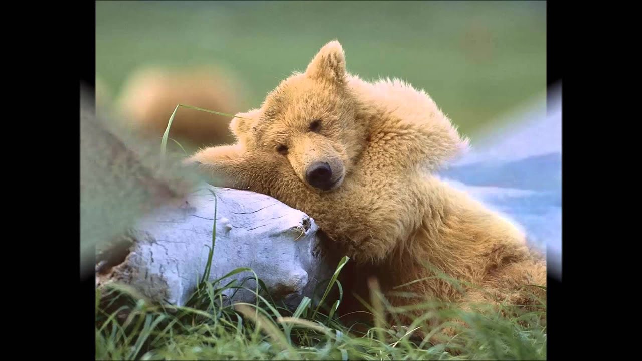 Canto del Oso - YouTube