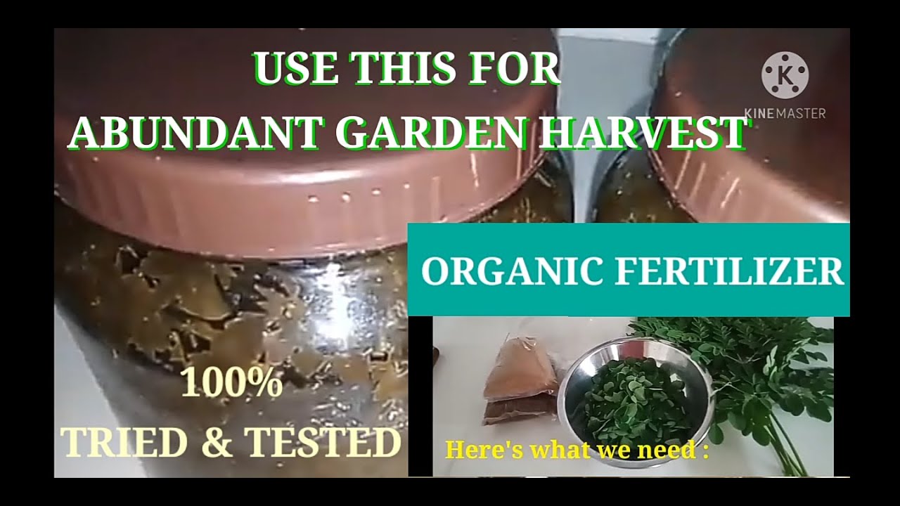 EFFECTIVE ORGANIC FERTILIZER:FERMENTED MORINGA JUICE/ORGANIC URBAN ...