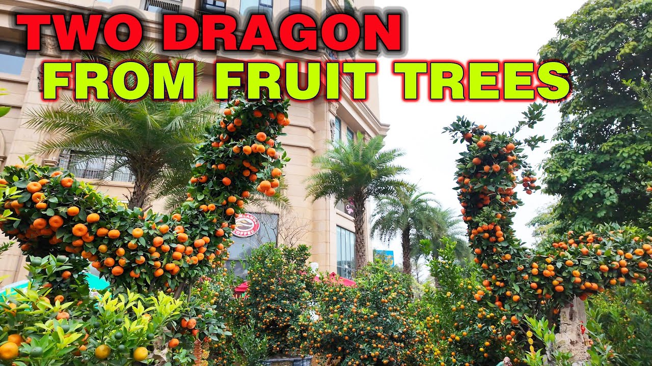 Two Tangerine tree are in the shape of Dragon in this year - YouTube