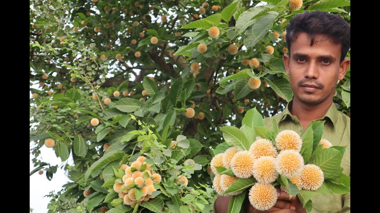 Beautiful Kadam Flower Tree in chalanbeel(Neolamarckia Cadamba) - YouTube