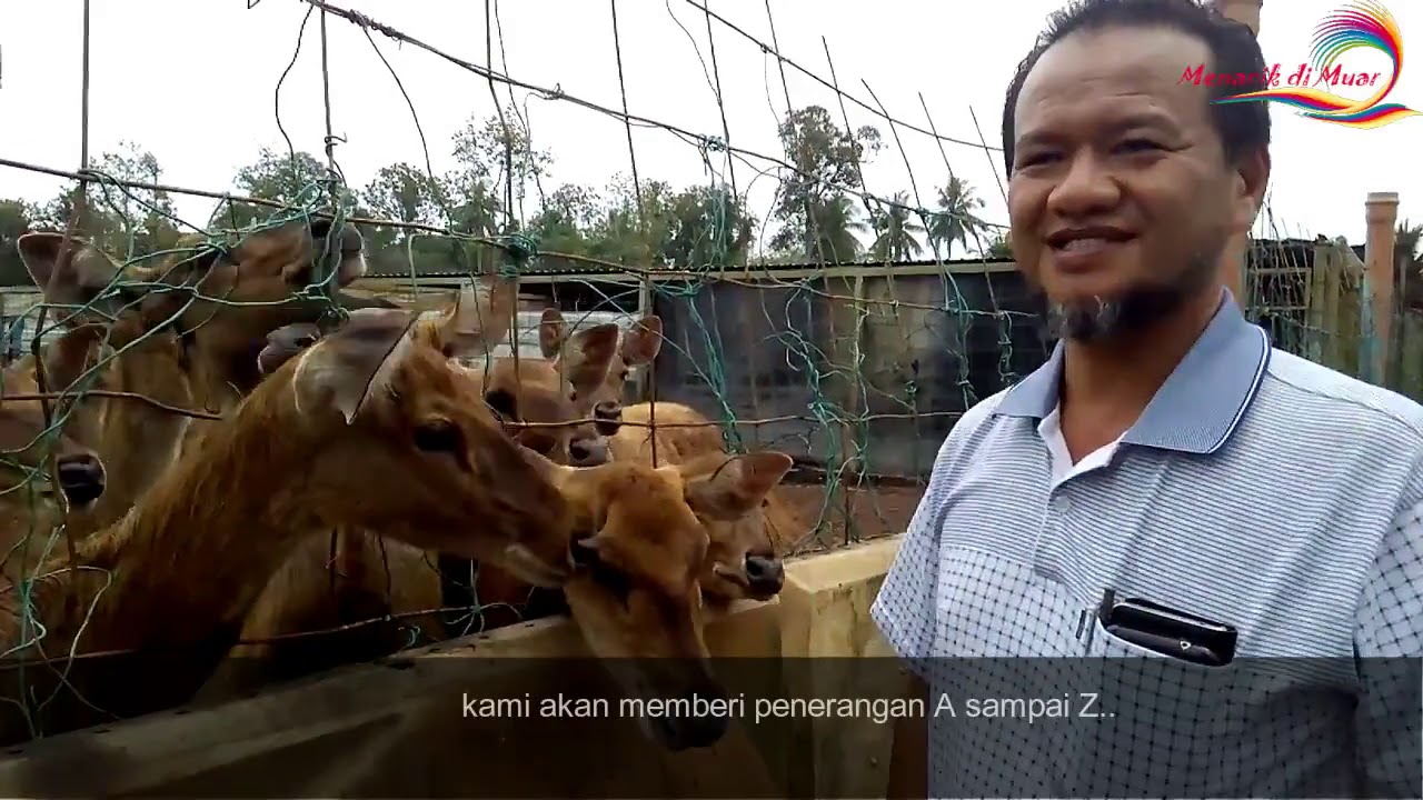 Menarik Di Muar 3 : Ladang Penternakan Rusa - YouTube