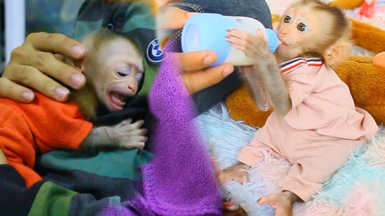 Adorable Baby Monkey Need to Sleeping with Daddy - YouTube