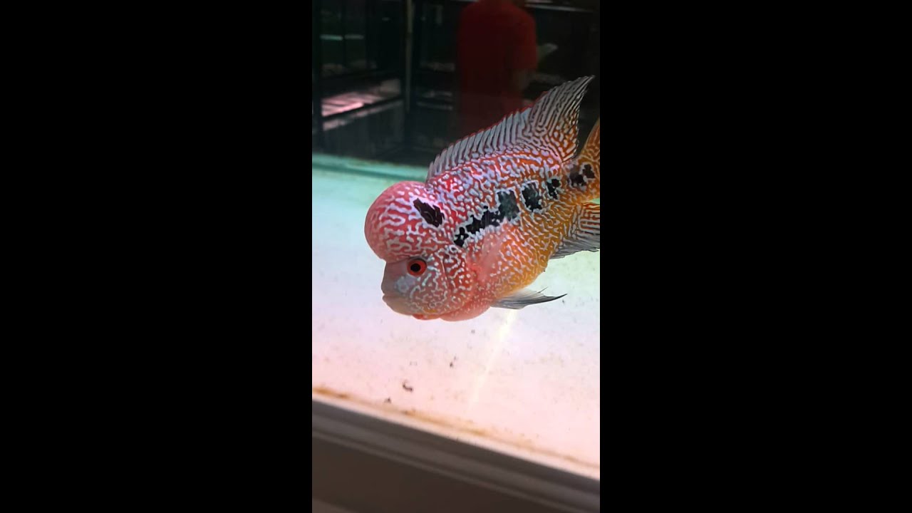 King Kamfa f3 - YouTube